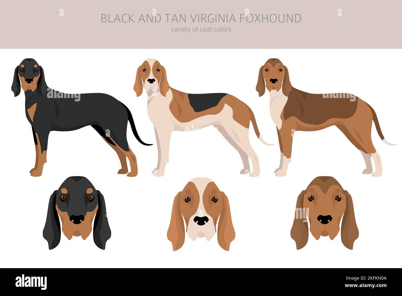 Black and tan Virginia Foxhound clipart. Different coat colors and ...