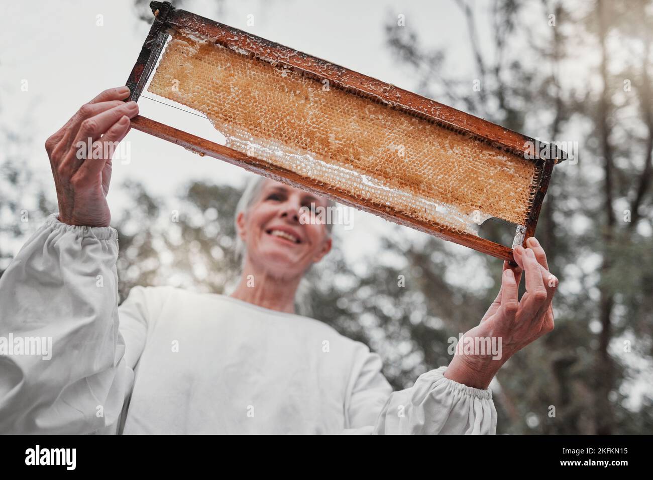 Beekeeper, wooden box or honeycomb frame check on countryside farm ...