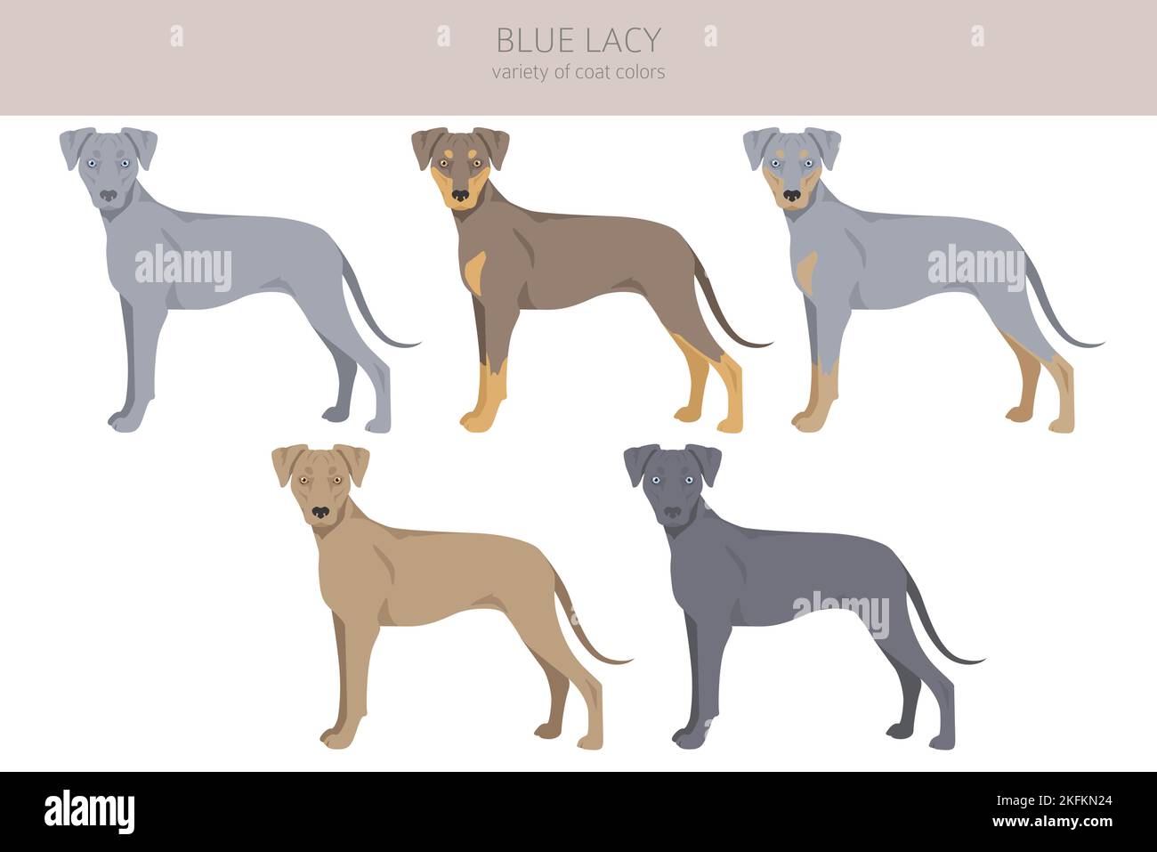 Blue Lacy clipart. Different coat colors and poses set. Vector ...