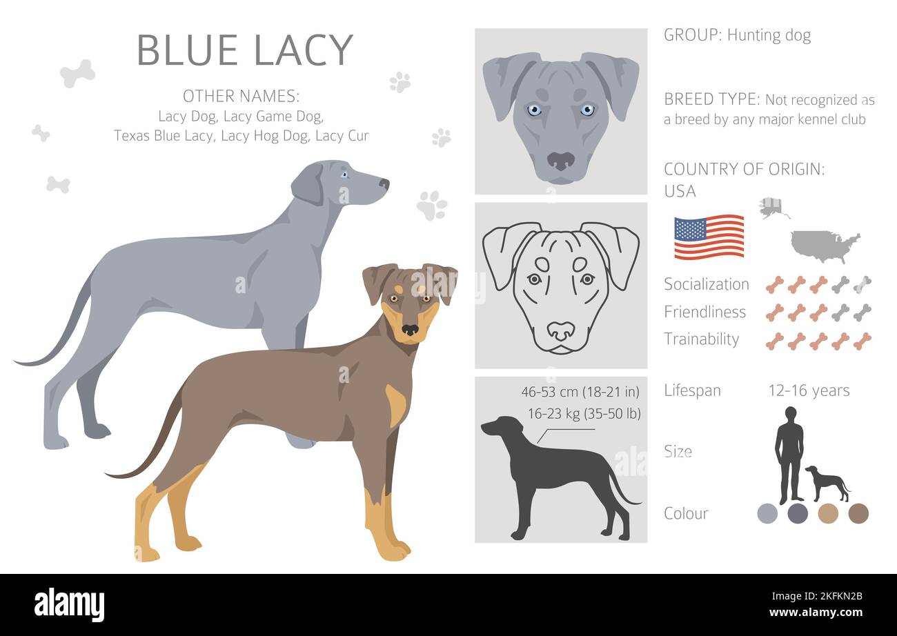 Blue Lacy clipart. Different coat colors and poses set. Vector ...