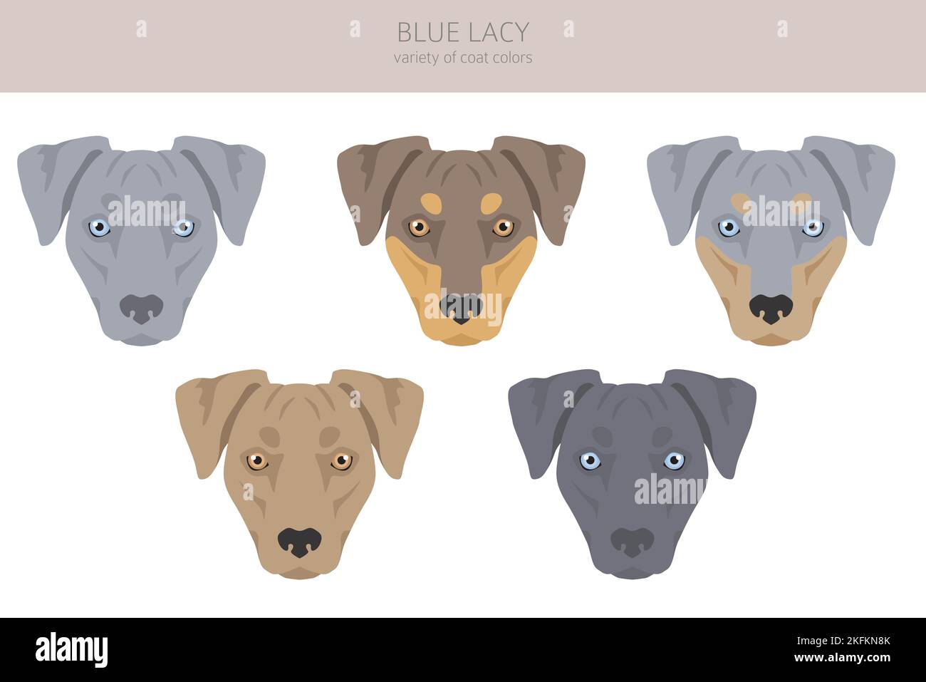 Blue Lacy clipart. Different coat colors and poses set. Vector ...