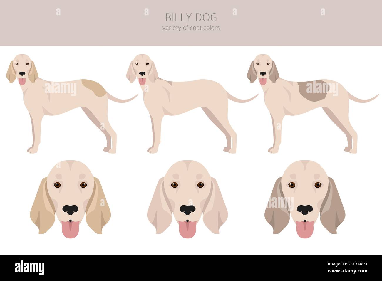 Billy dog clipart. Different coat colors and poses set. Vector ...