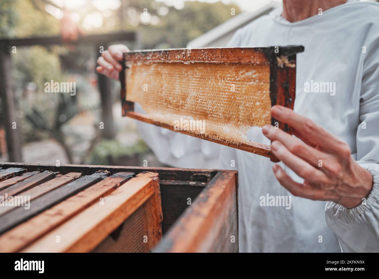 Beekeeping, sustainable and beekeeper in production of honey for ...