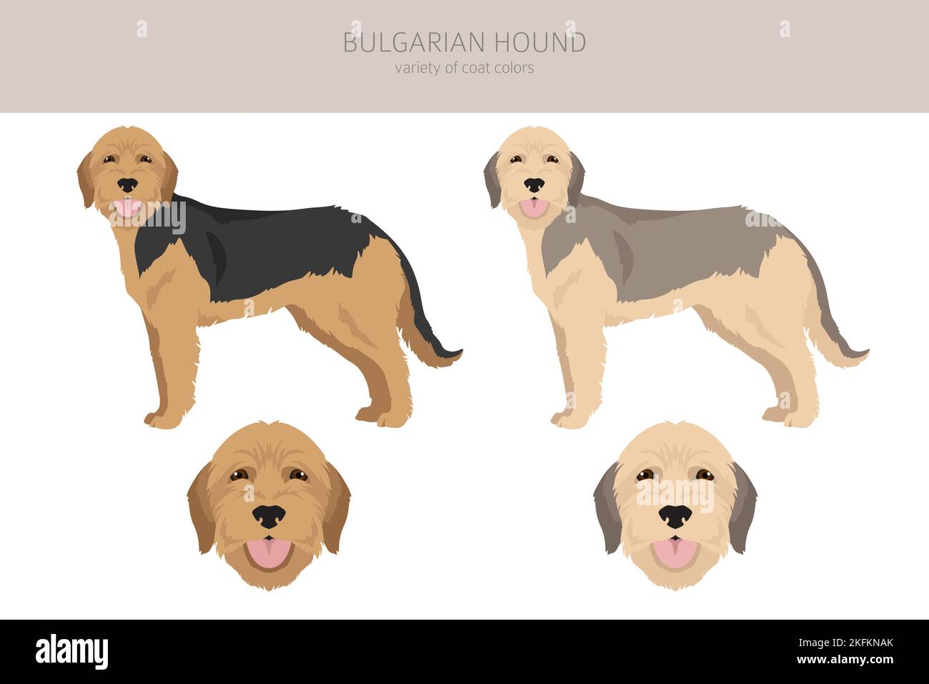 Barak Hound Hounds Info About Whats This