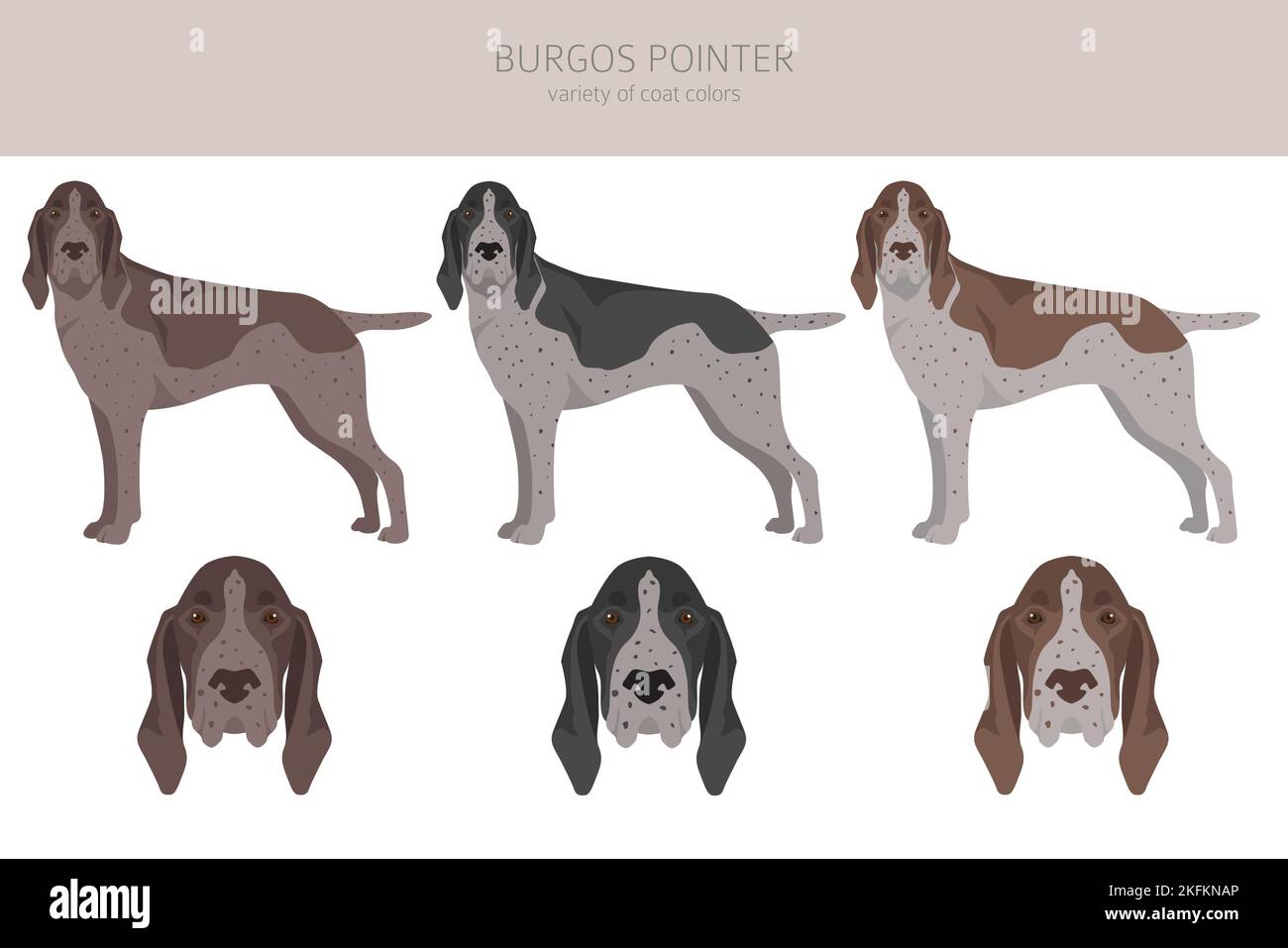 Does The Burgos Pointer Bark