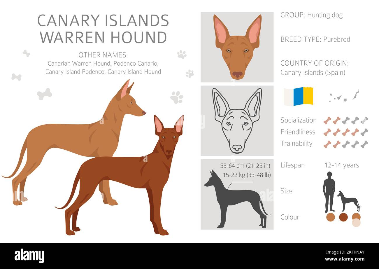 Canary Island Warren hound clipart. Different poses, coat colors set ...