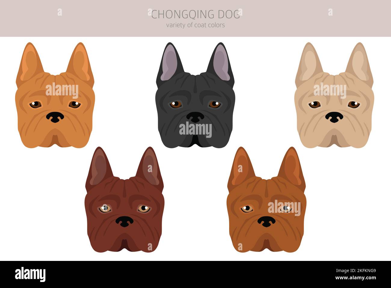 Chongqing dog clipart. Different poses, coat colors set. Vector ...