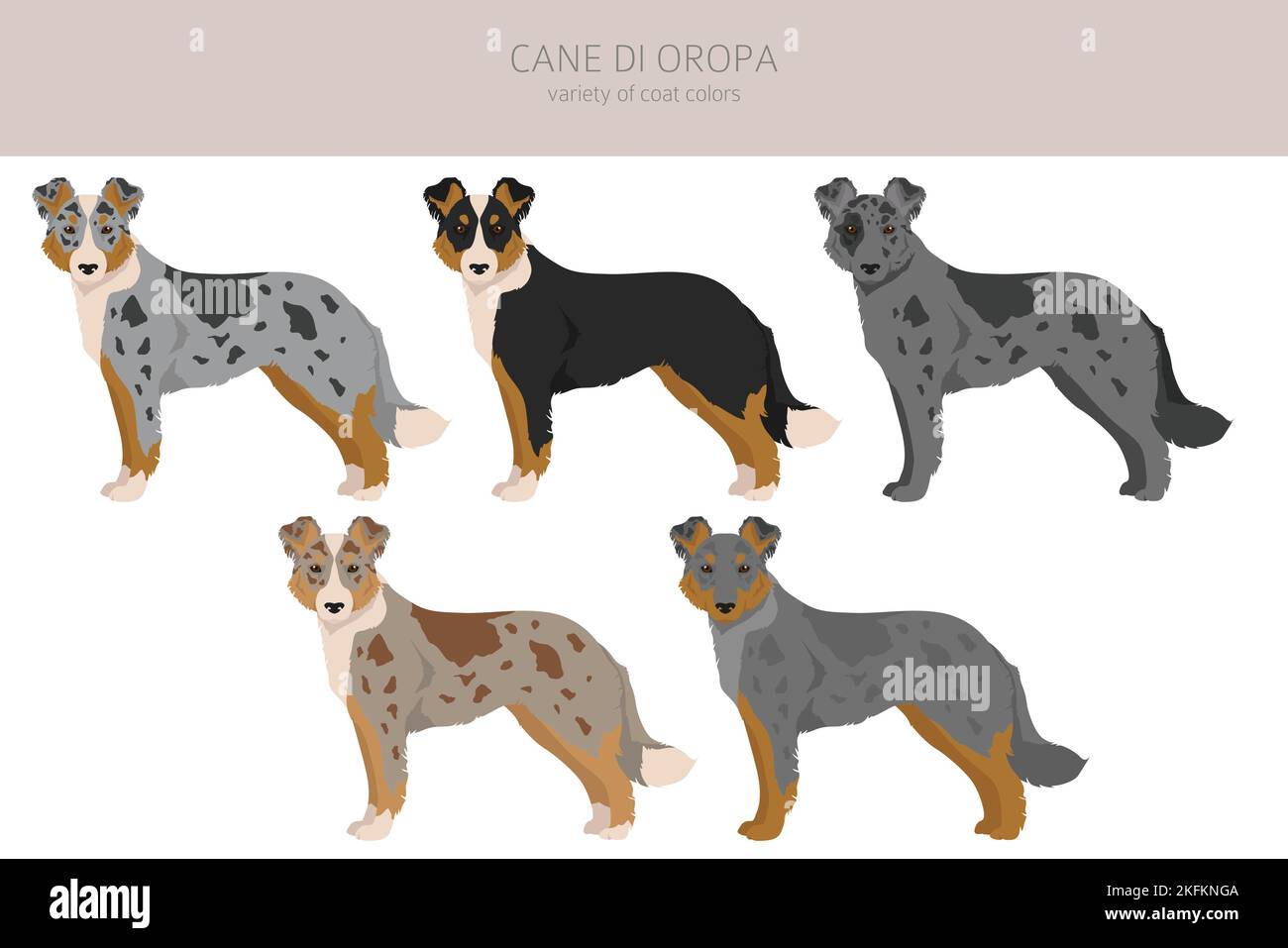 Cane di Oropa clipart. Different poses, coat colors set. Vector ...