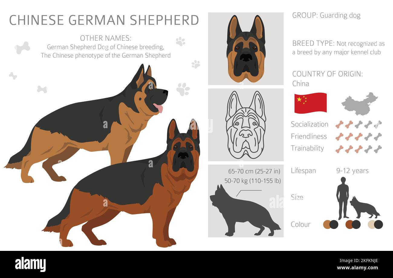 German shepherd crossbreed Stock Vector Images - Alamy