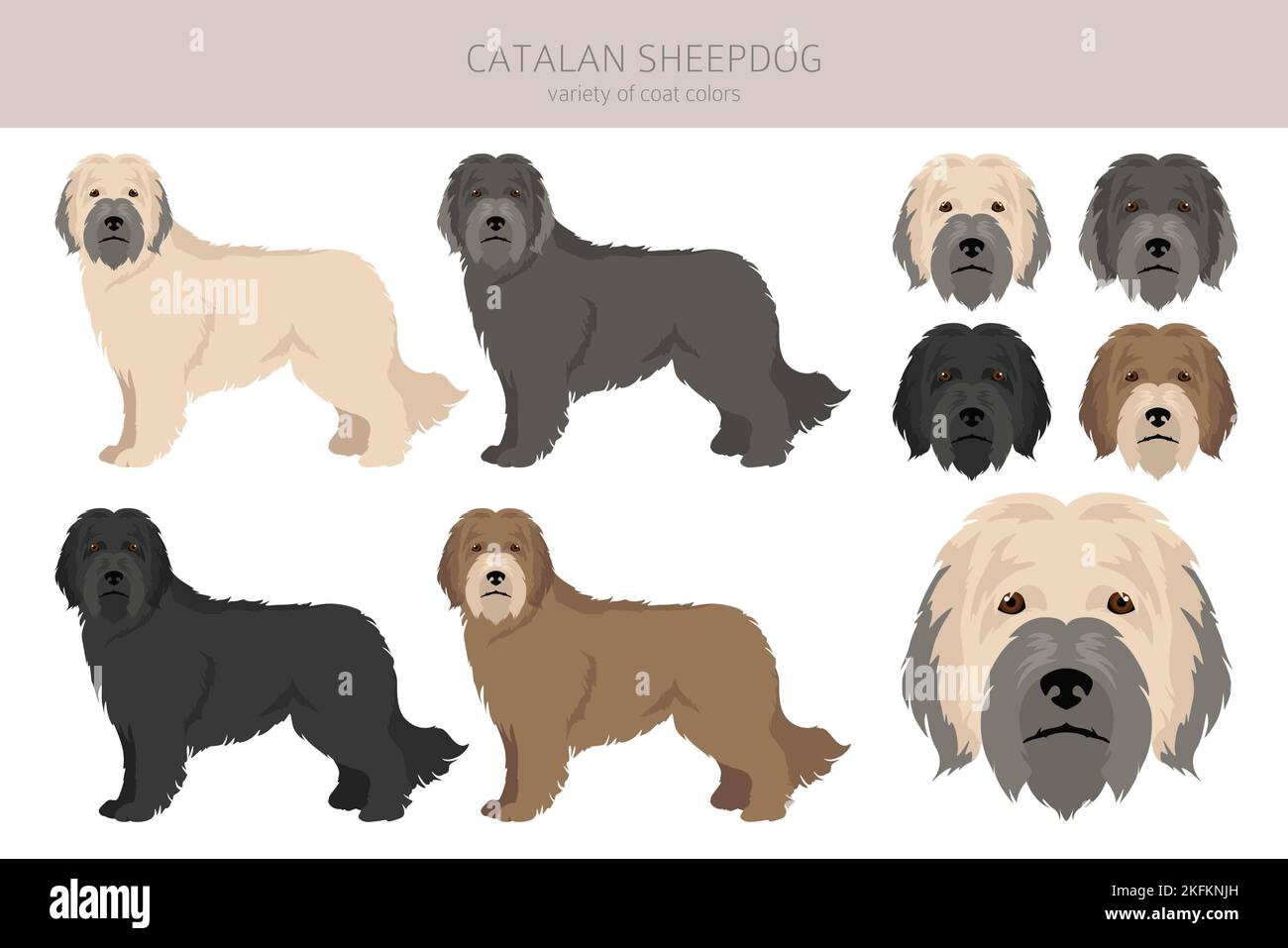 Catalan Sheepdog clipart. Different poses, coat colors set. Vector ...