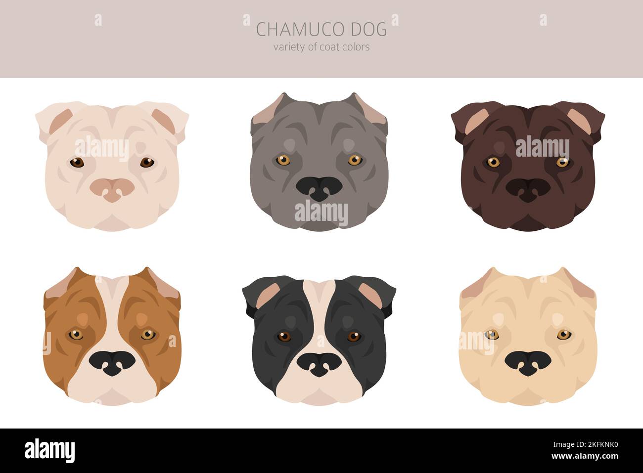 Chamuco dog clipart. Different poses, coat colors set. Vector ...