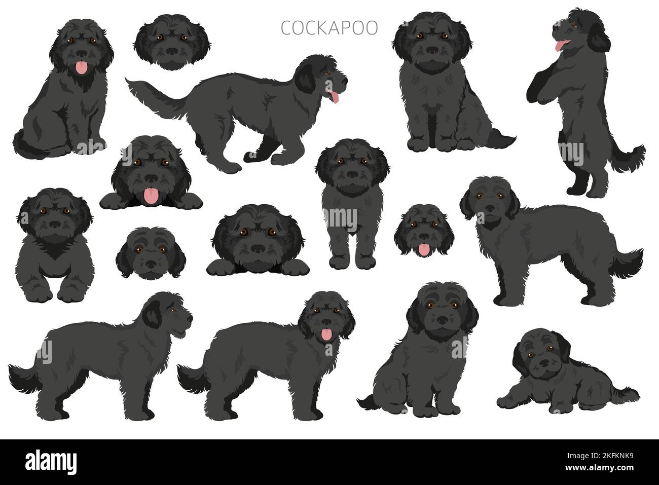 Cockapoo mix breed clipart. Different poses, coat colors set. Vector ...