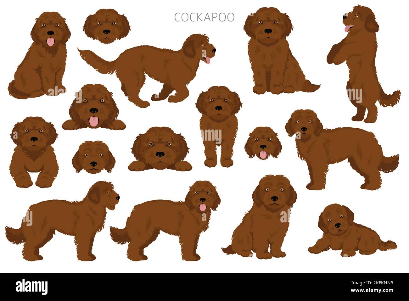 Cockapoo mix breed clipart. Different poses, coat colors set. Vector ...