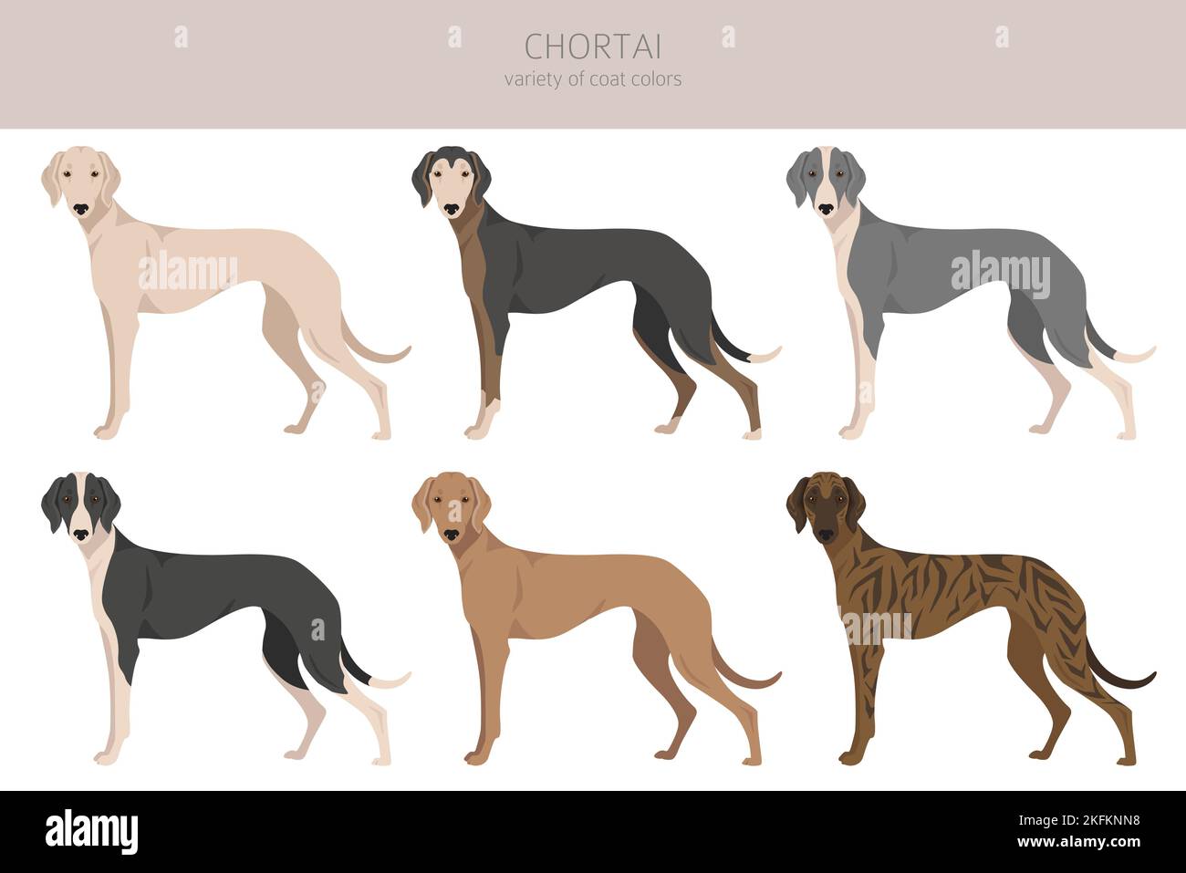 How Often Should You Walk Your Chortai Puppy