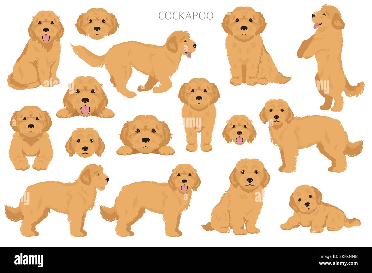 Cockapoo mix breed clipart. Different poses, coat colors set. Vector ...