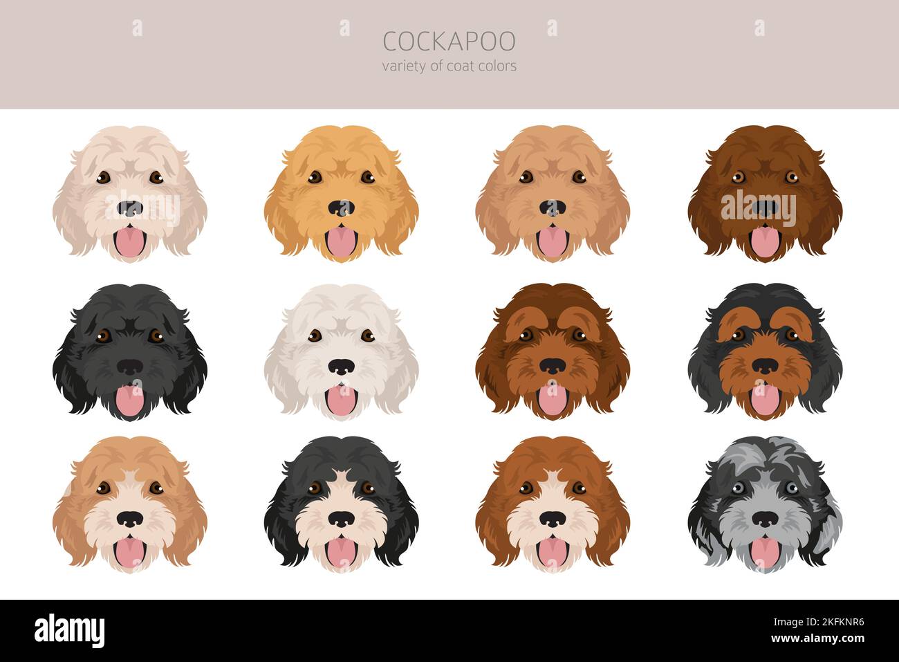 Cockapoo mix breed clipart. Different poses, coat colors set. Vector ...