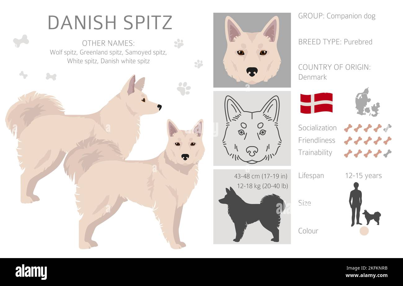 Danish Spitz clipart. Different poses, coat colors set. Vector ...