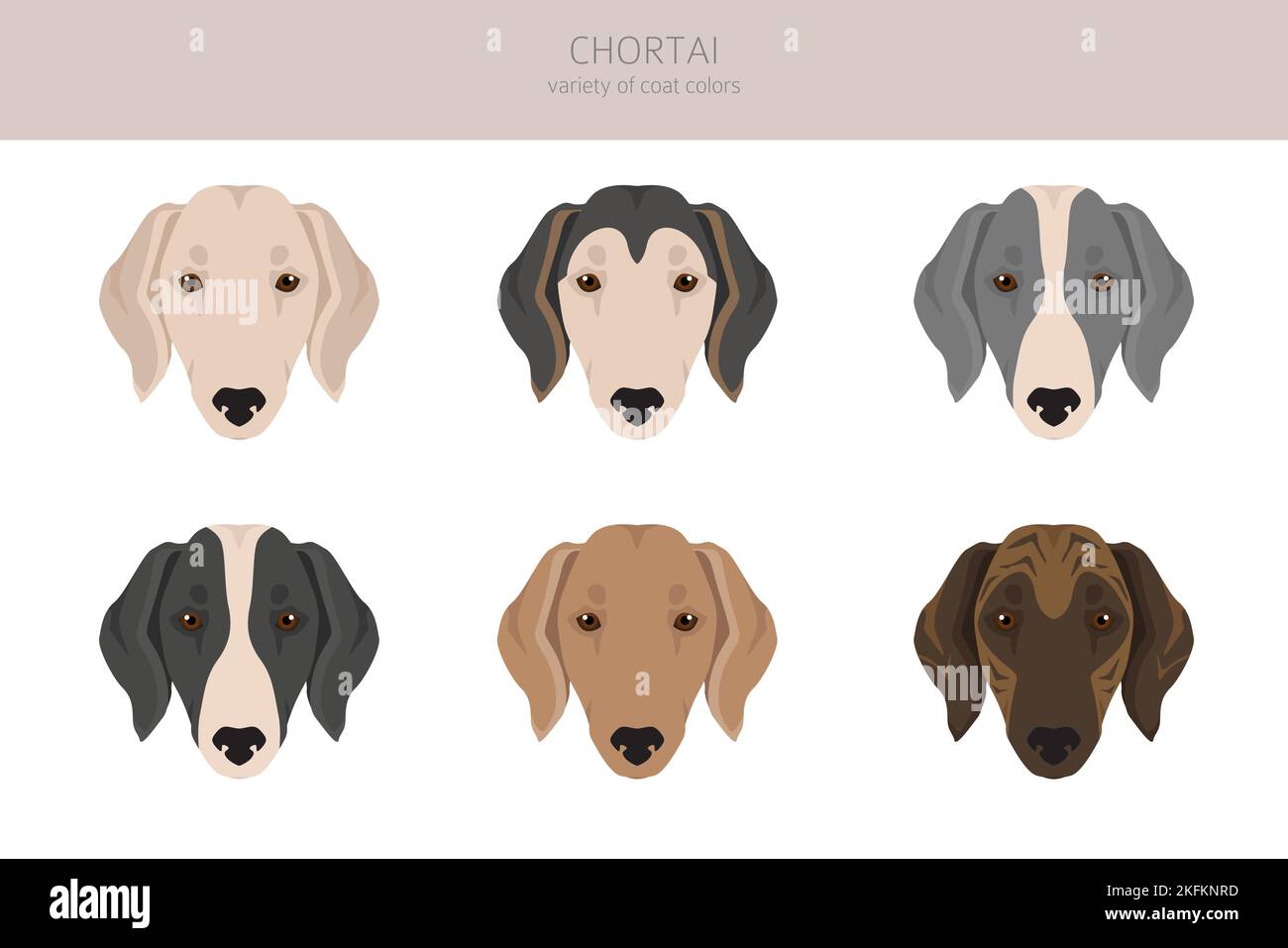 Chortai clipart. Different poses, coat colors set. Vector illustration ...