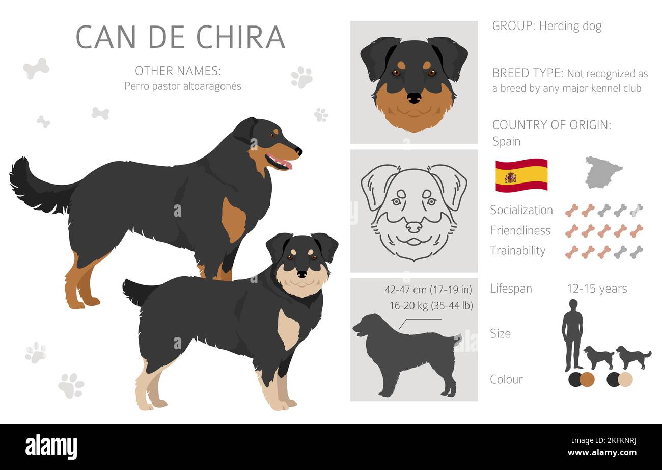 Can de Chira clipart. Different poses, coat colors set. Vector ...