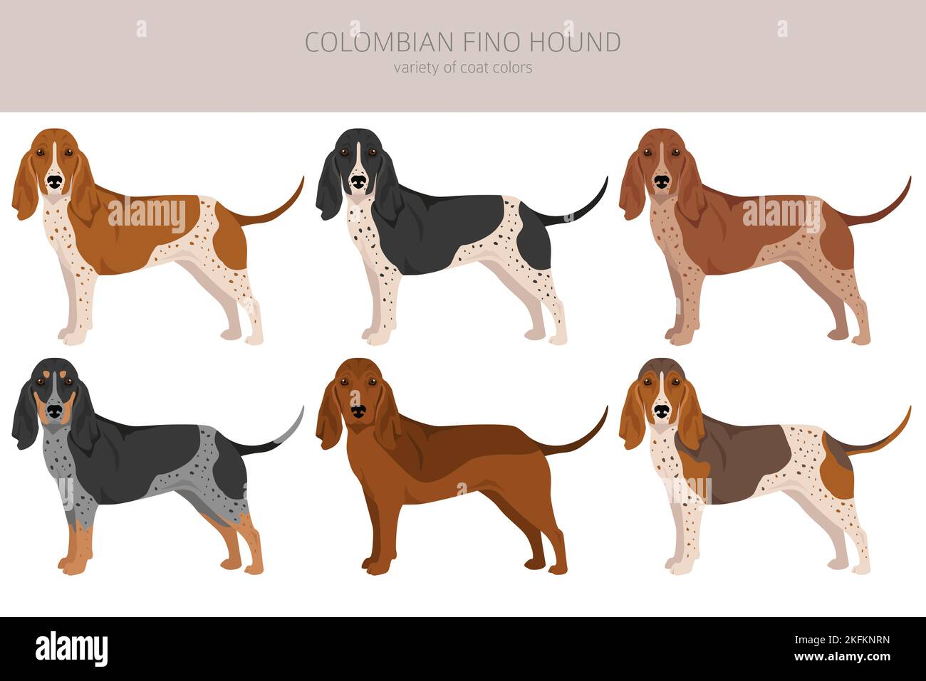 Perro fino colombiano hi-res stock photography and images - Alamy