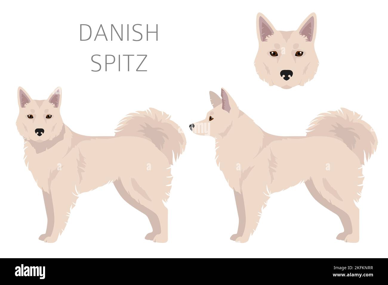 Danish Spitz clipart. Different poses, coat colors set. Vector ...