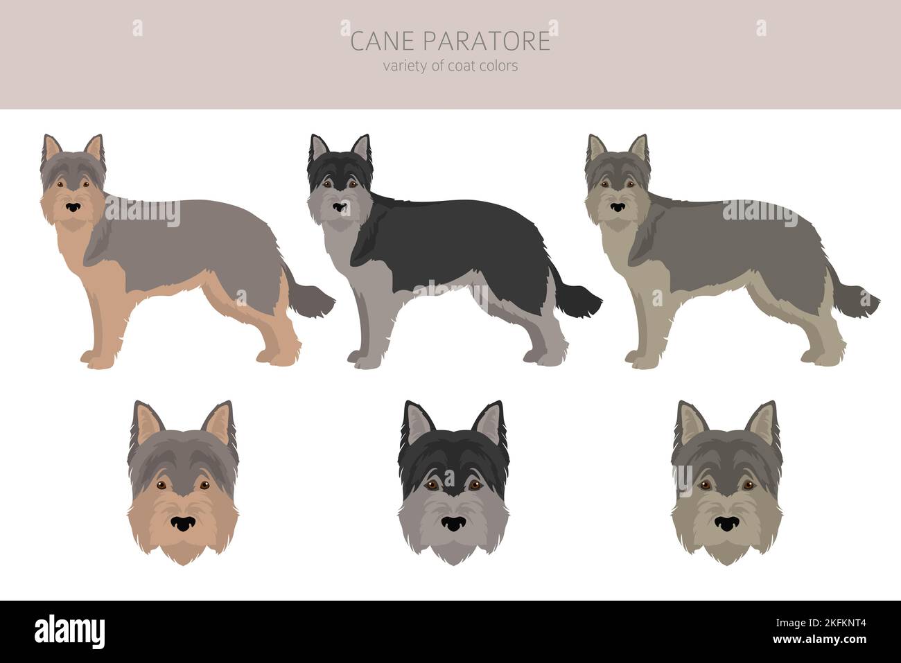 Cane Paratore clipart. Different poses, coat colors set. Vector ...