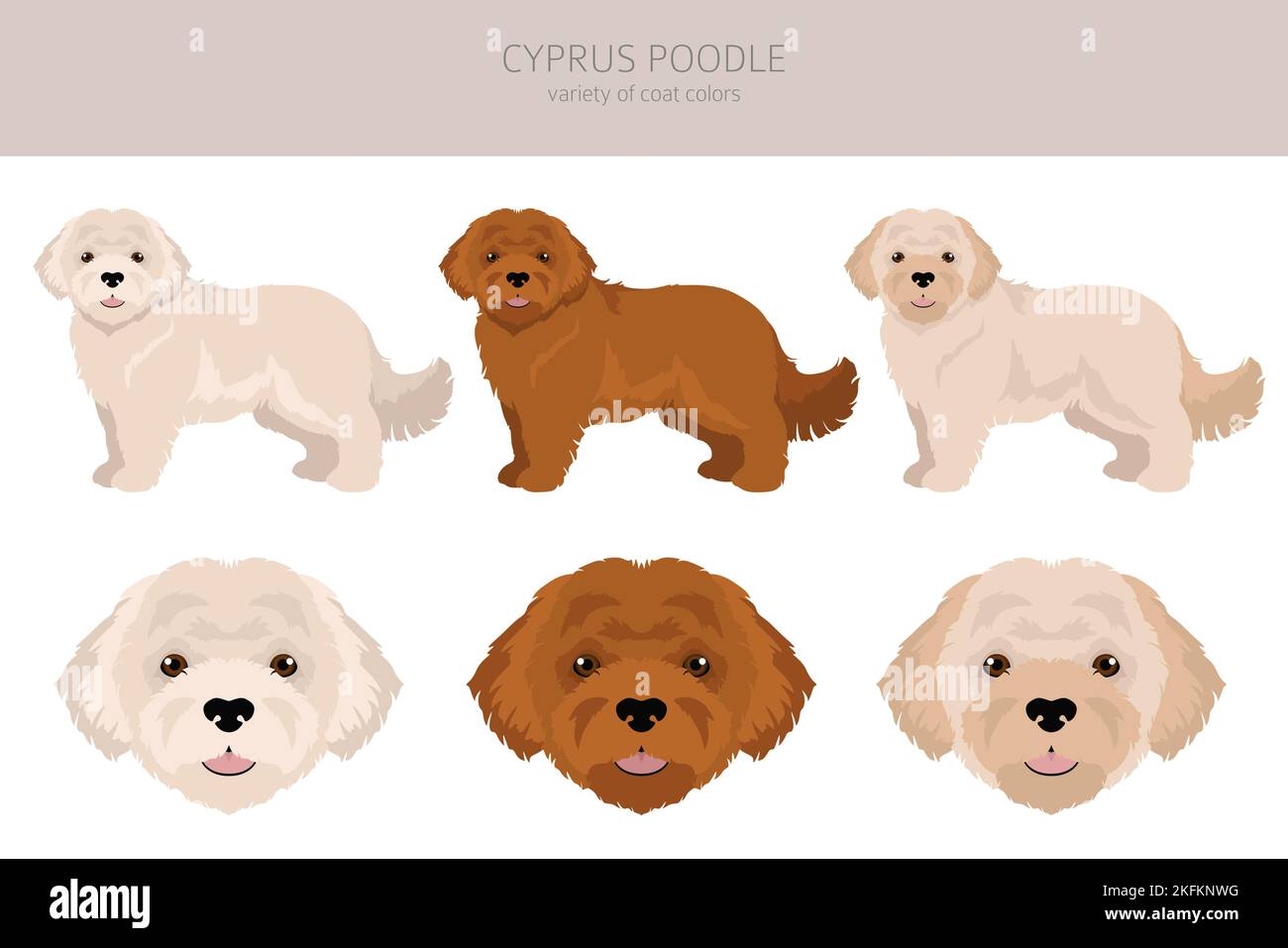 Cyprus Poodle clipart. Different poses, coat colors set. Vector ...