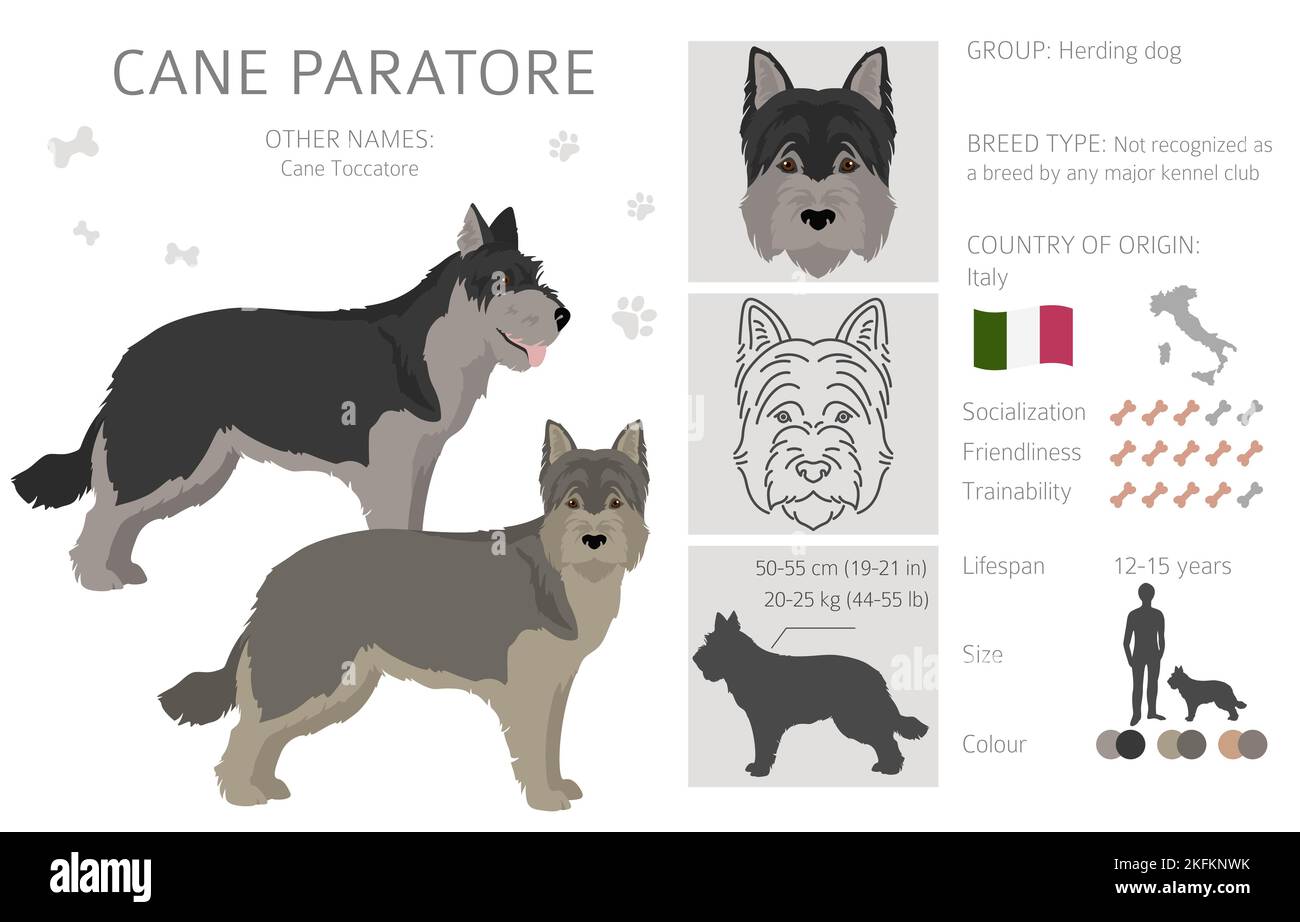 Cane Paratore clipart. Different poses, coat colors set. Vector ...
