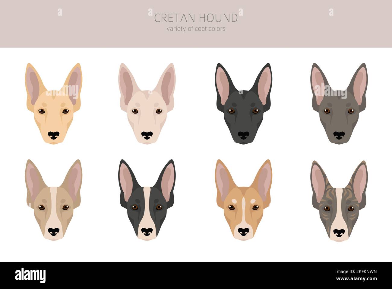 Cretan hound clipart. Different poses, coat colors set. Vector ...
