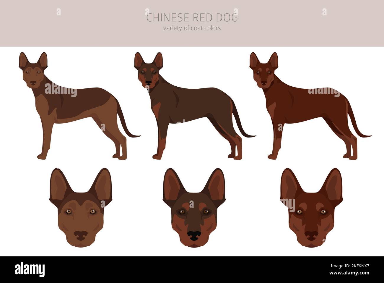 Chinese Red dog clipart. Different poses, coat colors set. Vector ...