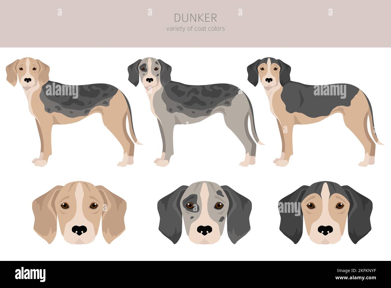 Dunker Is A Mixed Breed