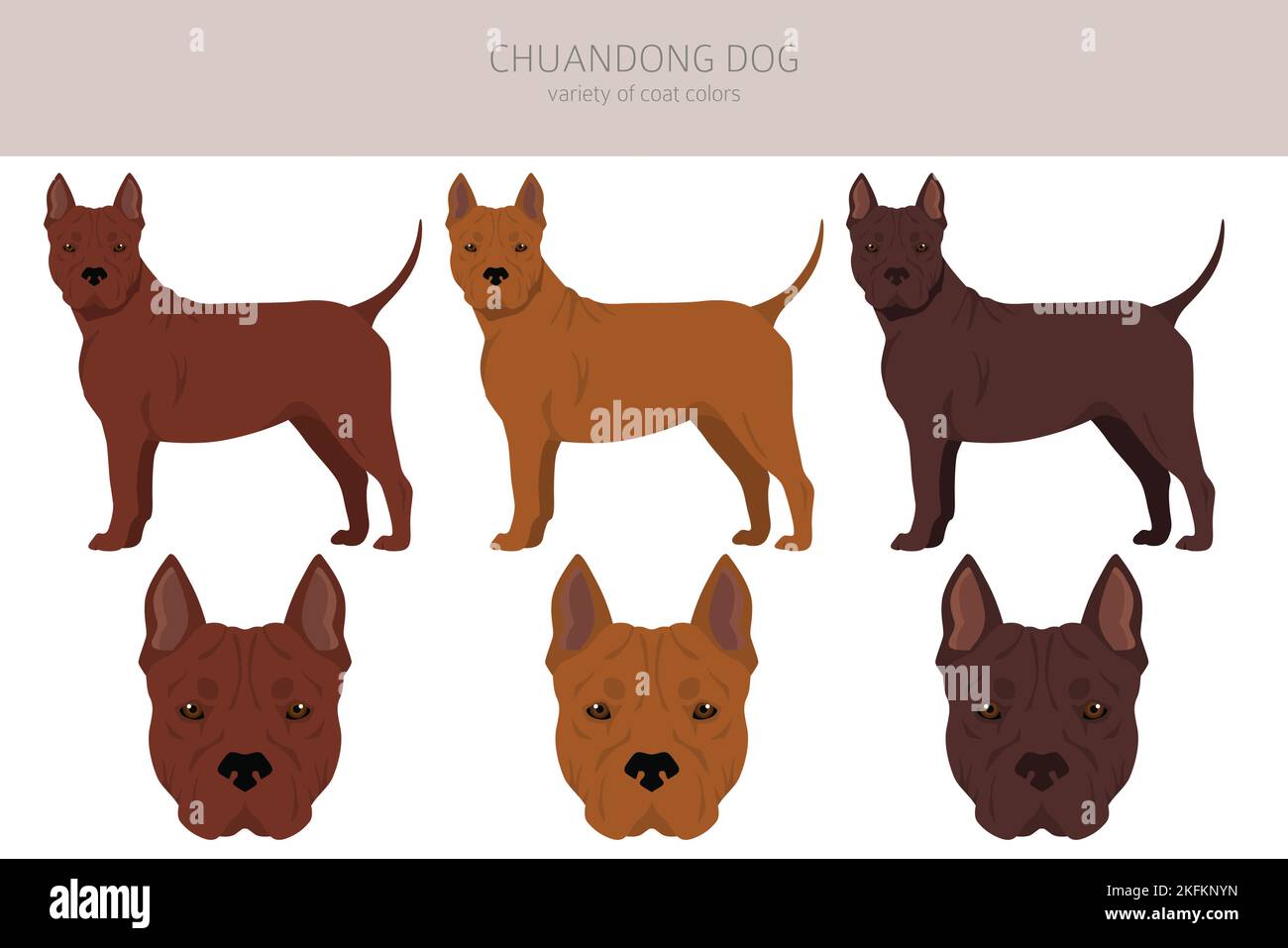 Chuandong hound clipart. Different poses, coat colors set. Vector ...