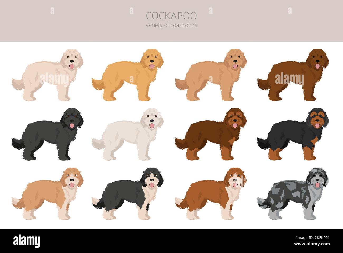 Cockapoo mix breed clipart. Different poses, coat colors set. Vector ...
