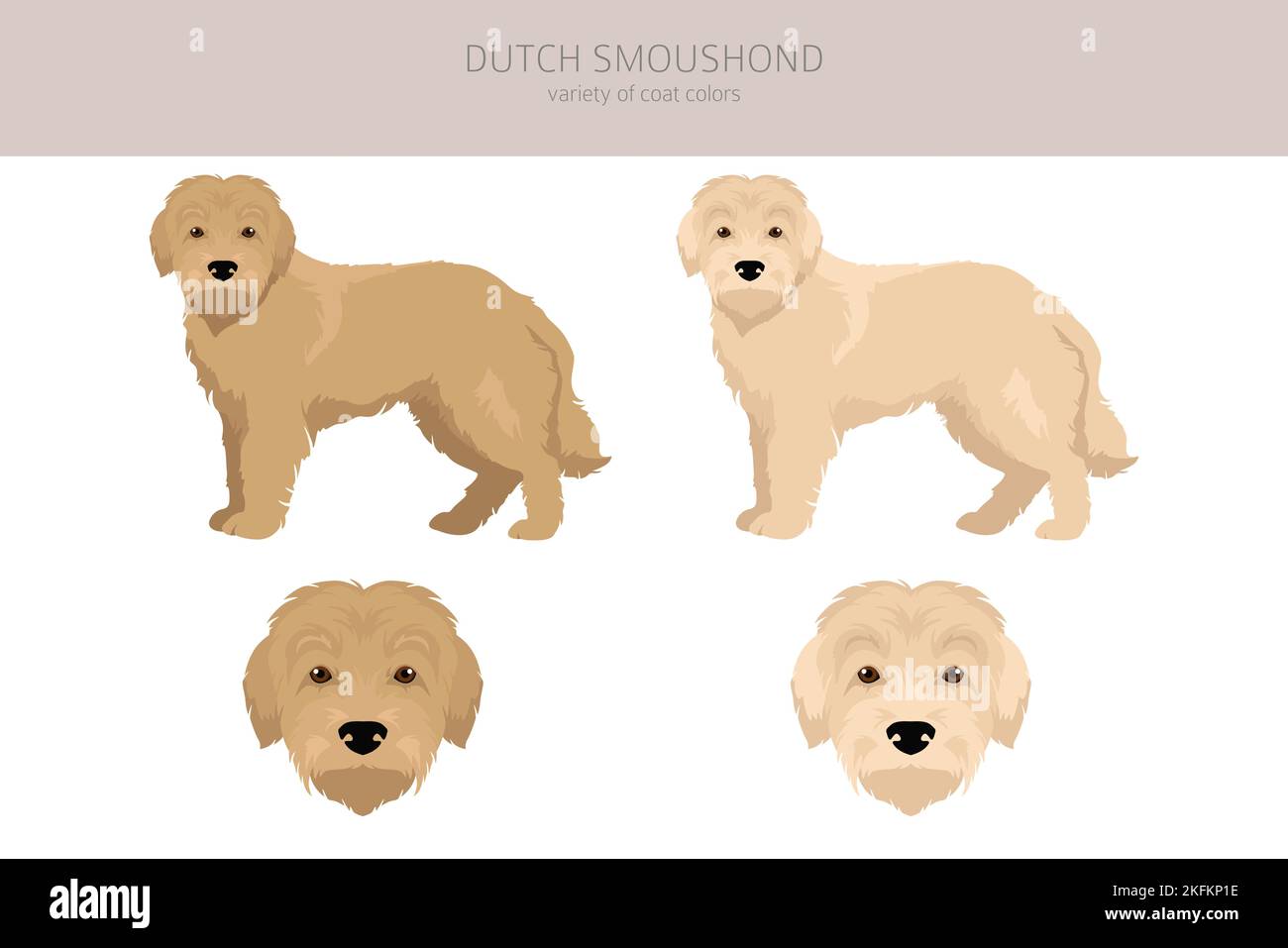 Are Dutch Smoushonds Smart Dogs
