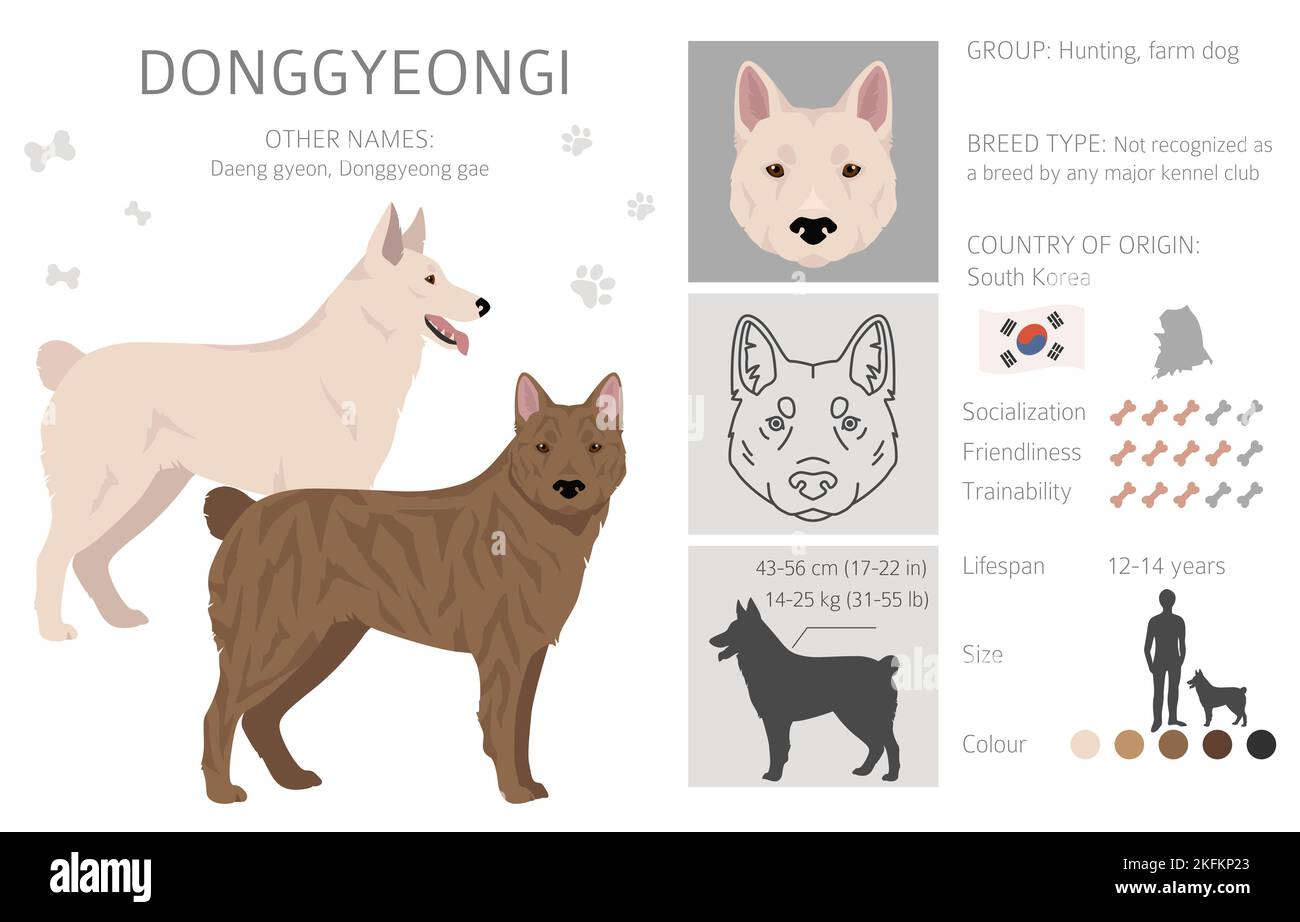 Donggyeongi clipart. All coat colors set. All dog breeds ...