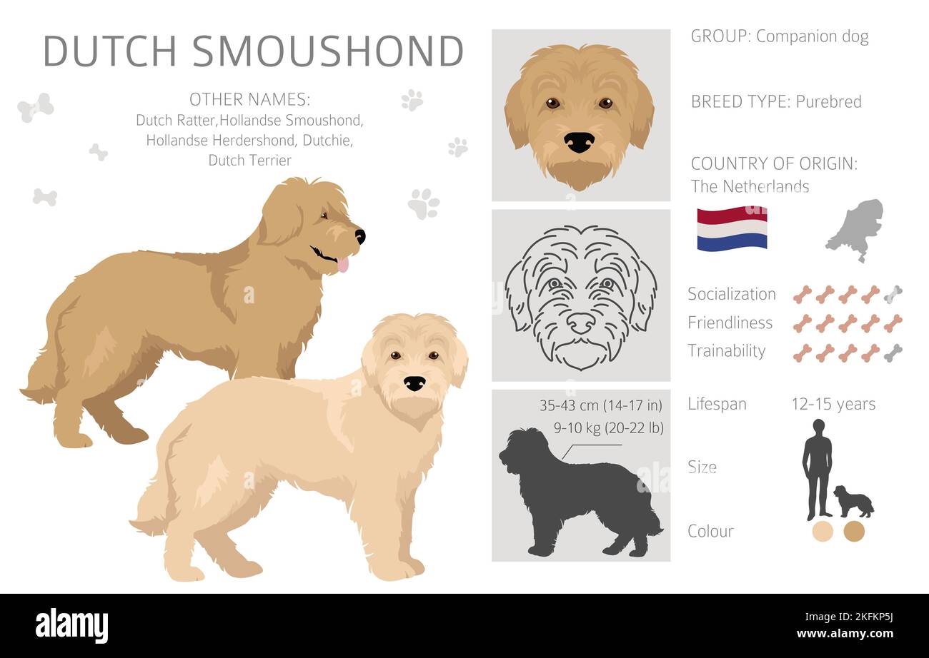 Are Dutch Smoushonds Smart Dogs