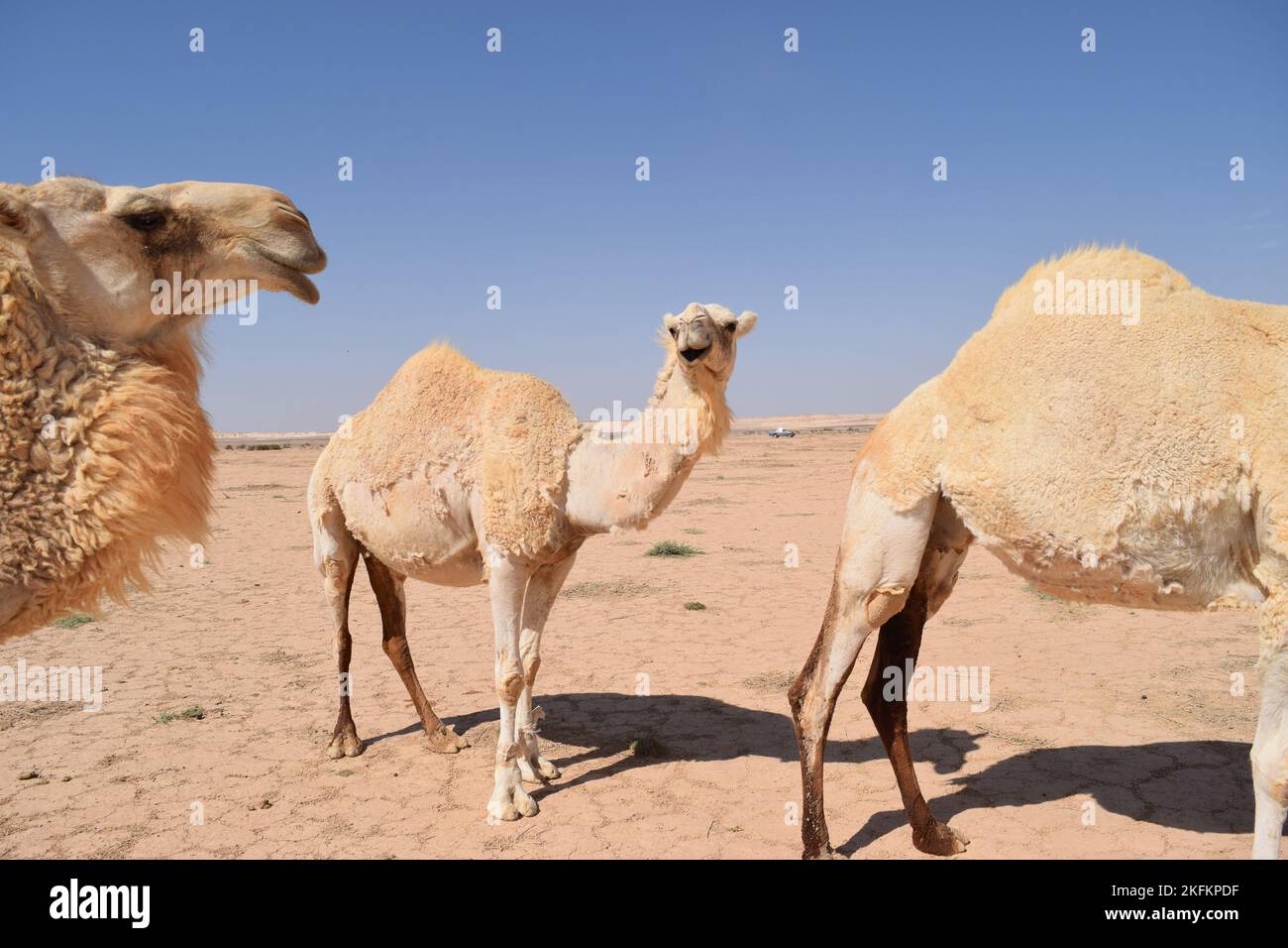 A view of camels in desert Stock Photo - Alamy