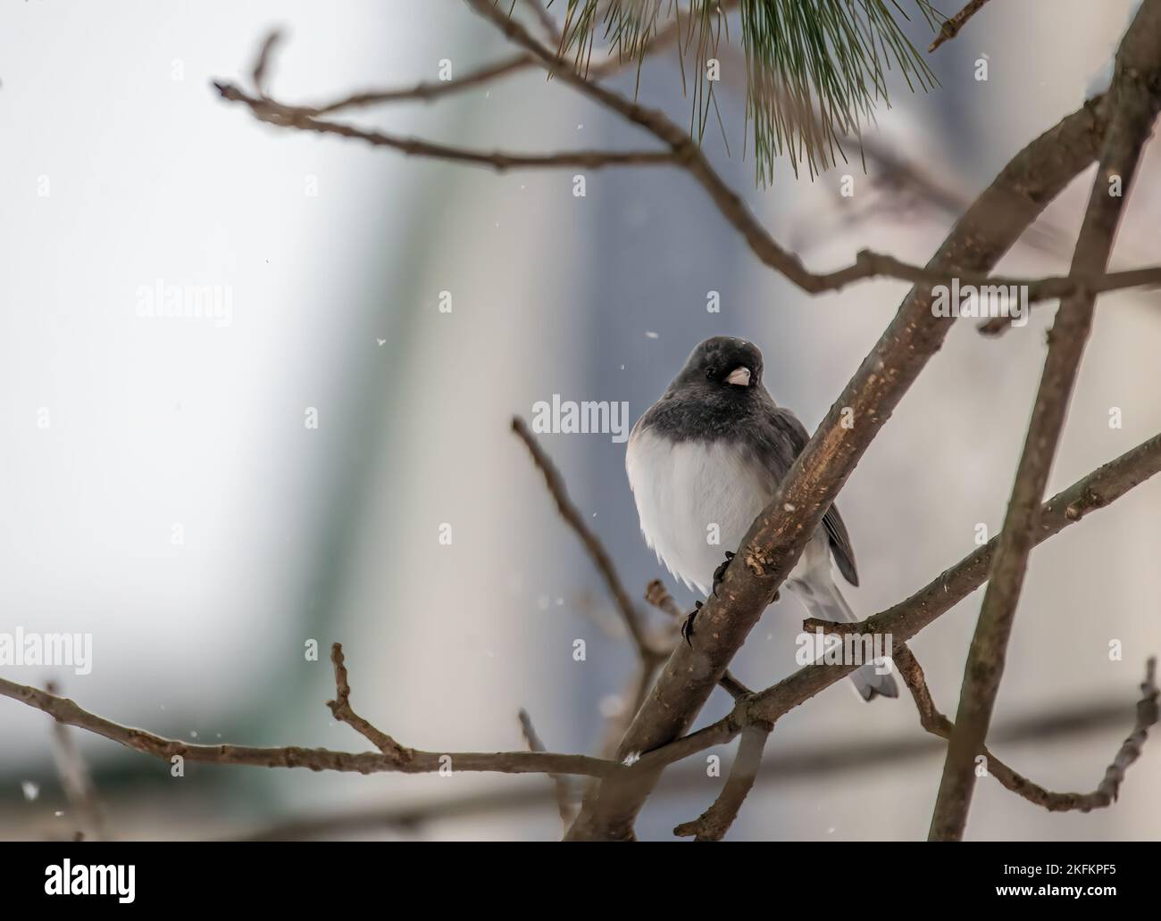 Dark-eyed junco perched on a tree branch on a winter morning in Taylors ...