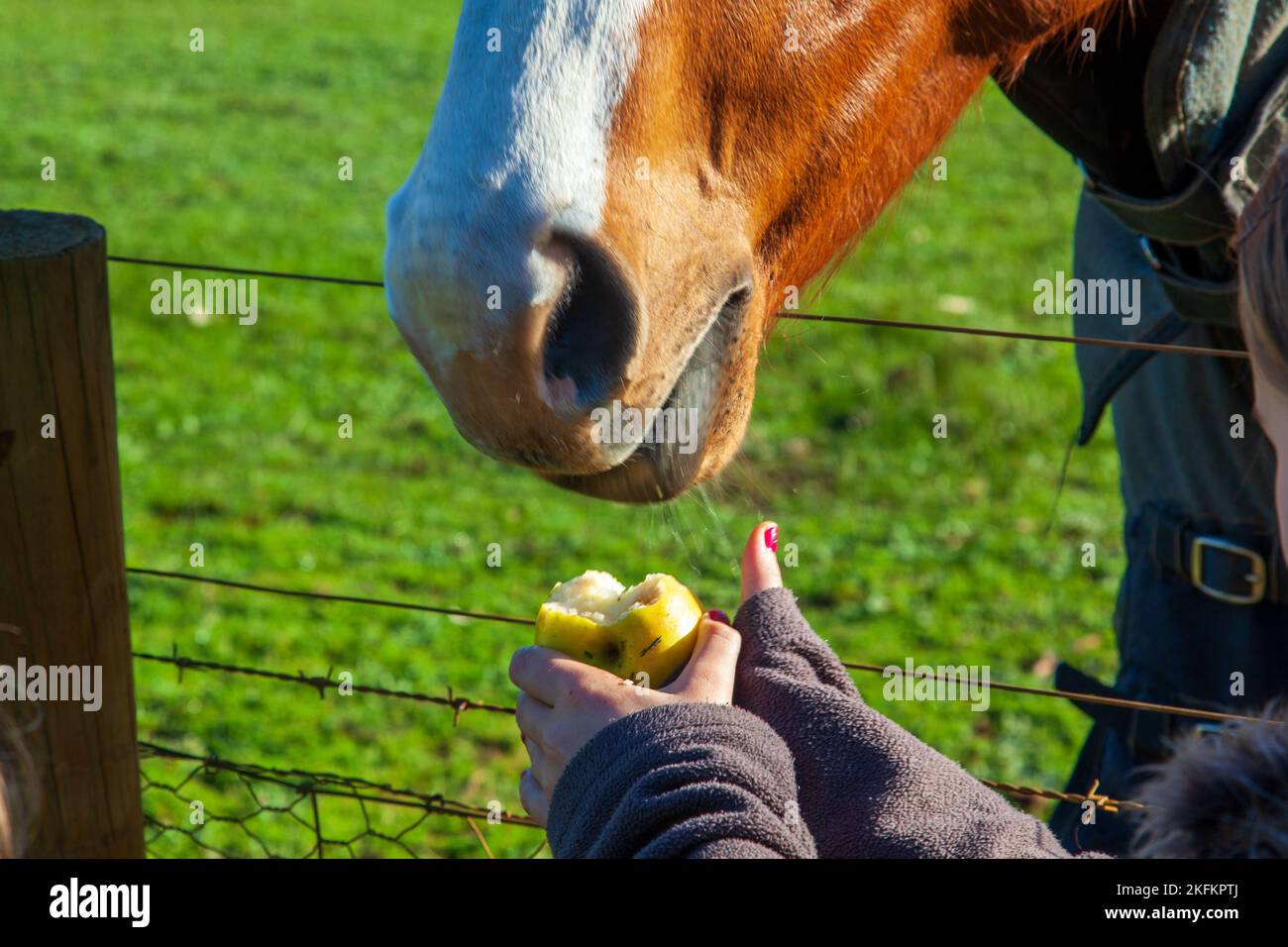 Horse eating apple hi-res stock photography and images - Alamy