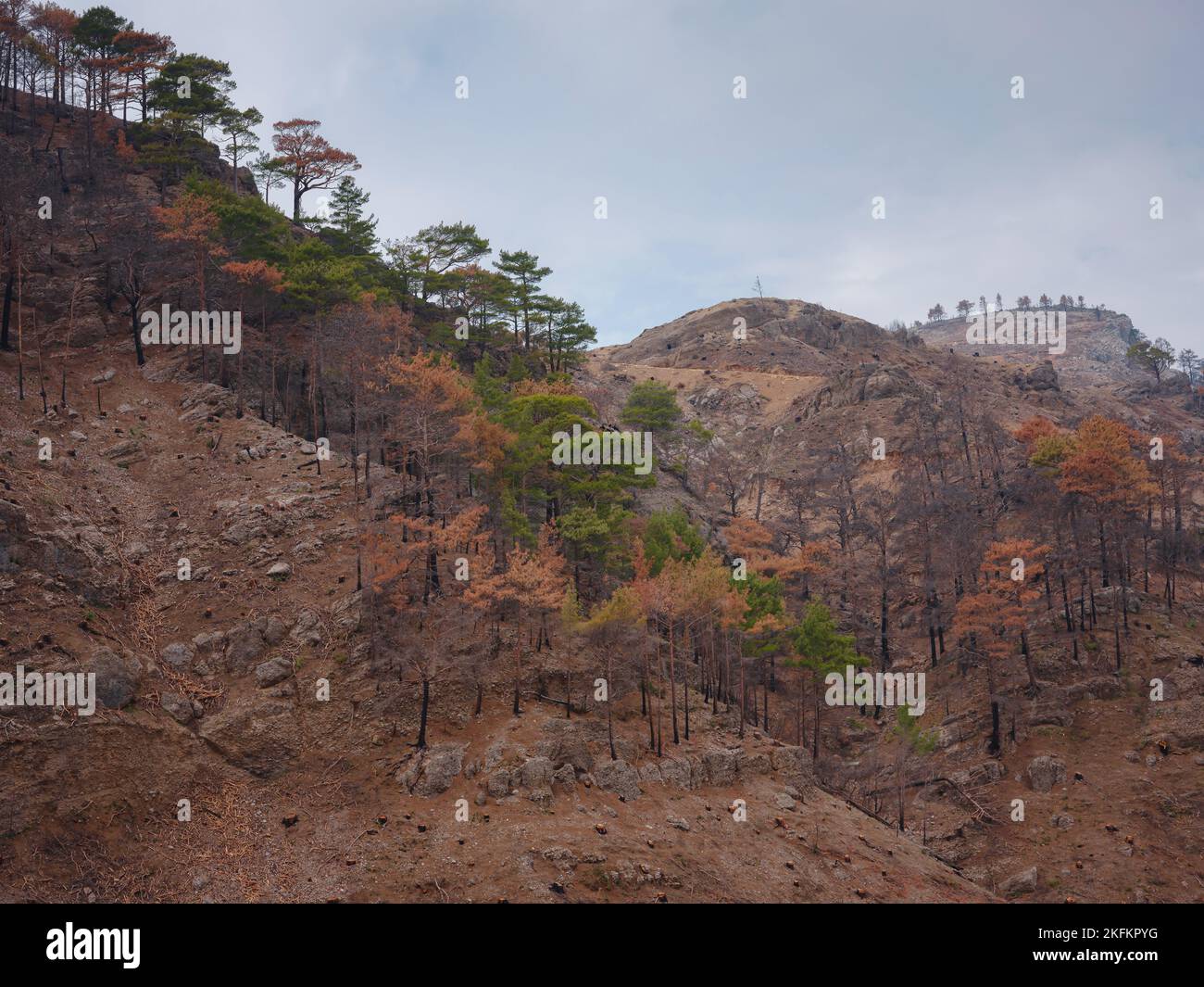 Turkey has been fighting forest fires since 28 July 2021. Forests in ...