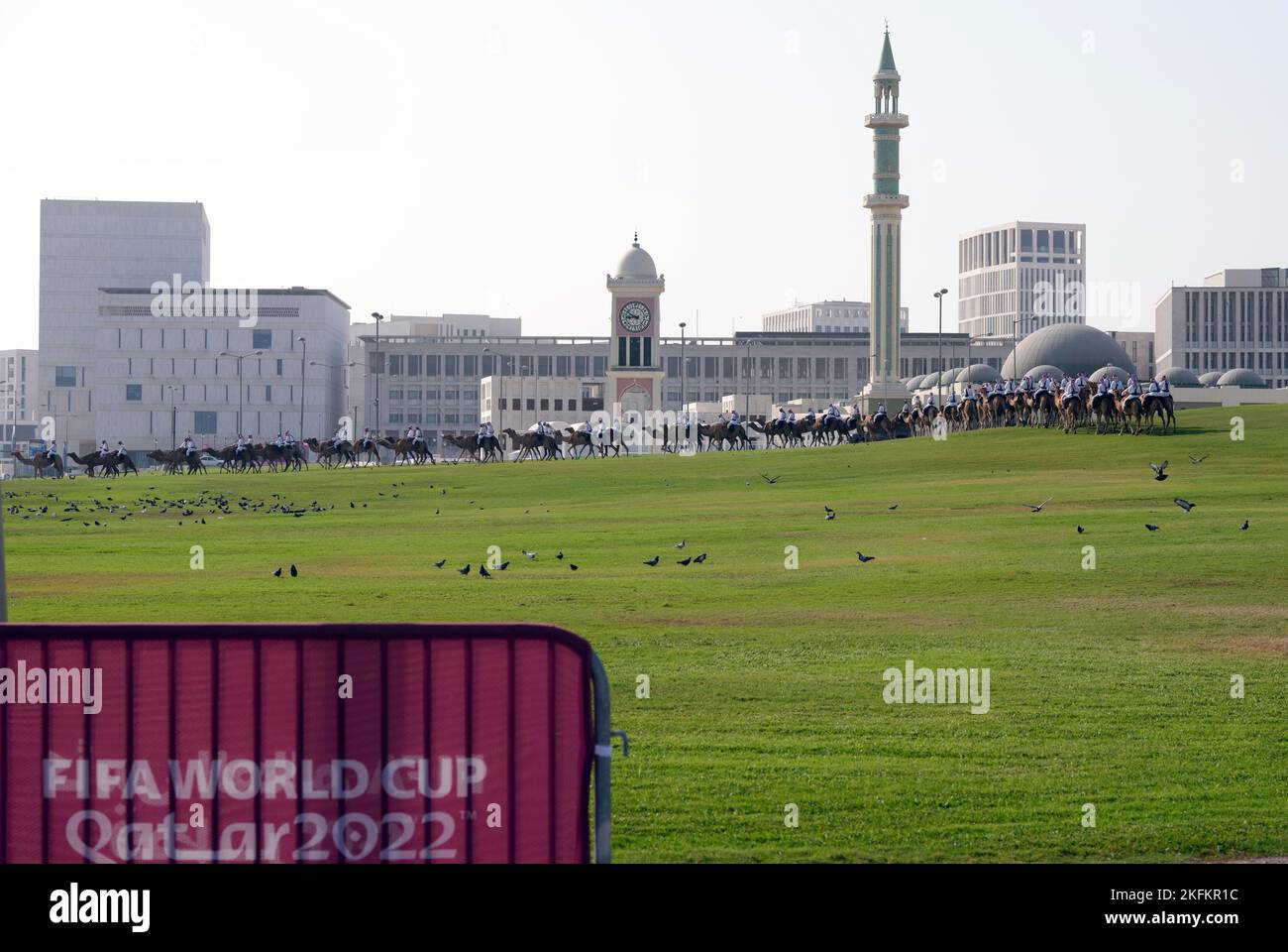 Camels and their riders during a morning exercise, Doha Corniche, ahead ...