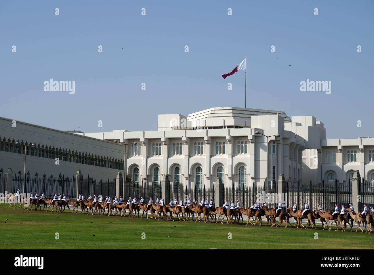 Camels and their riders during a morning exercise, Doha Corniche, ahead ...