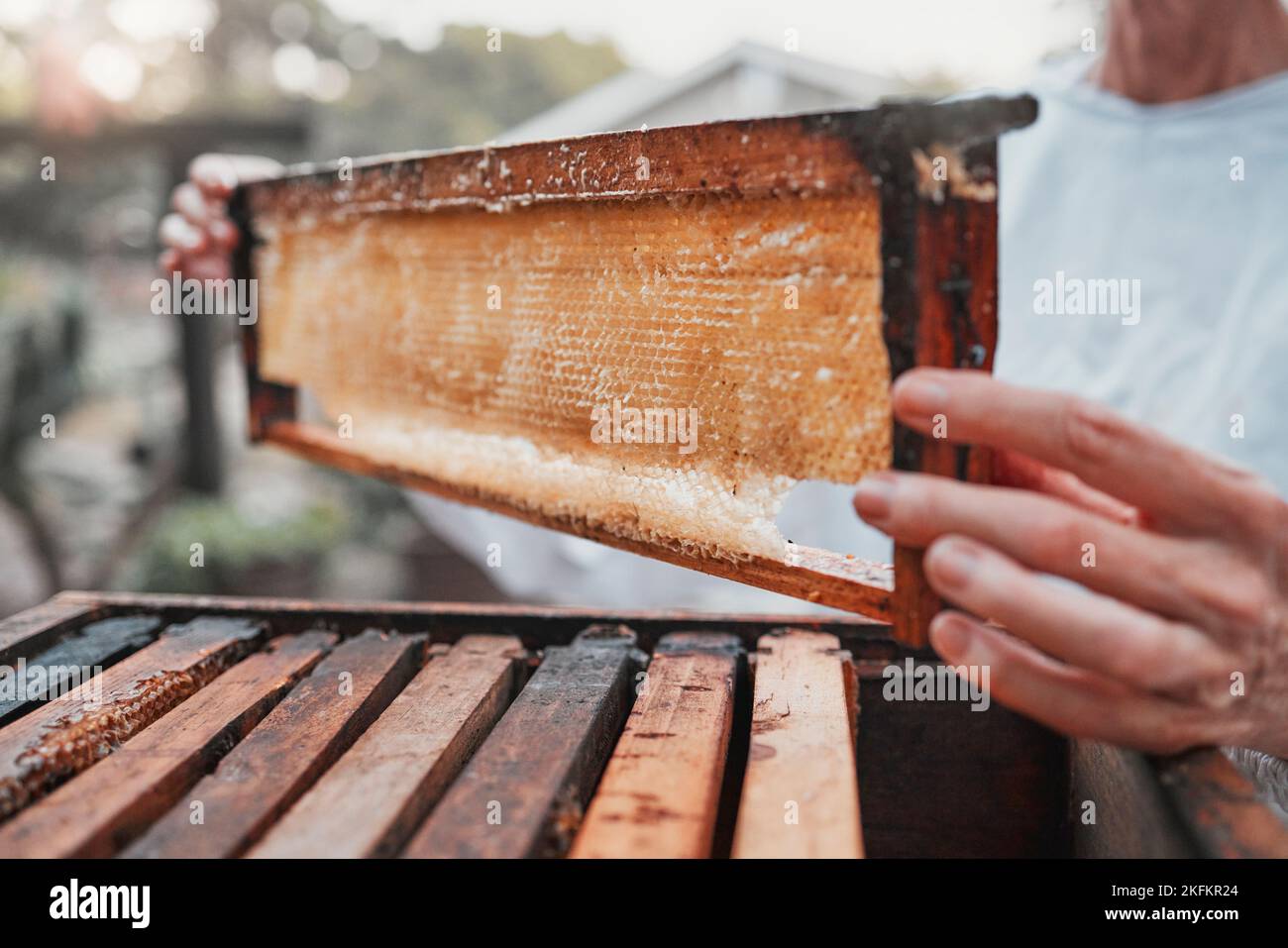 Honeycomb, beekeeping and bee farming, honey with natural product ...