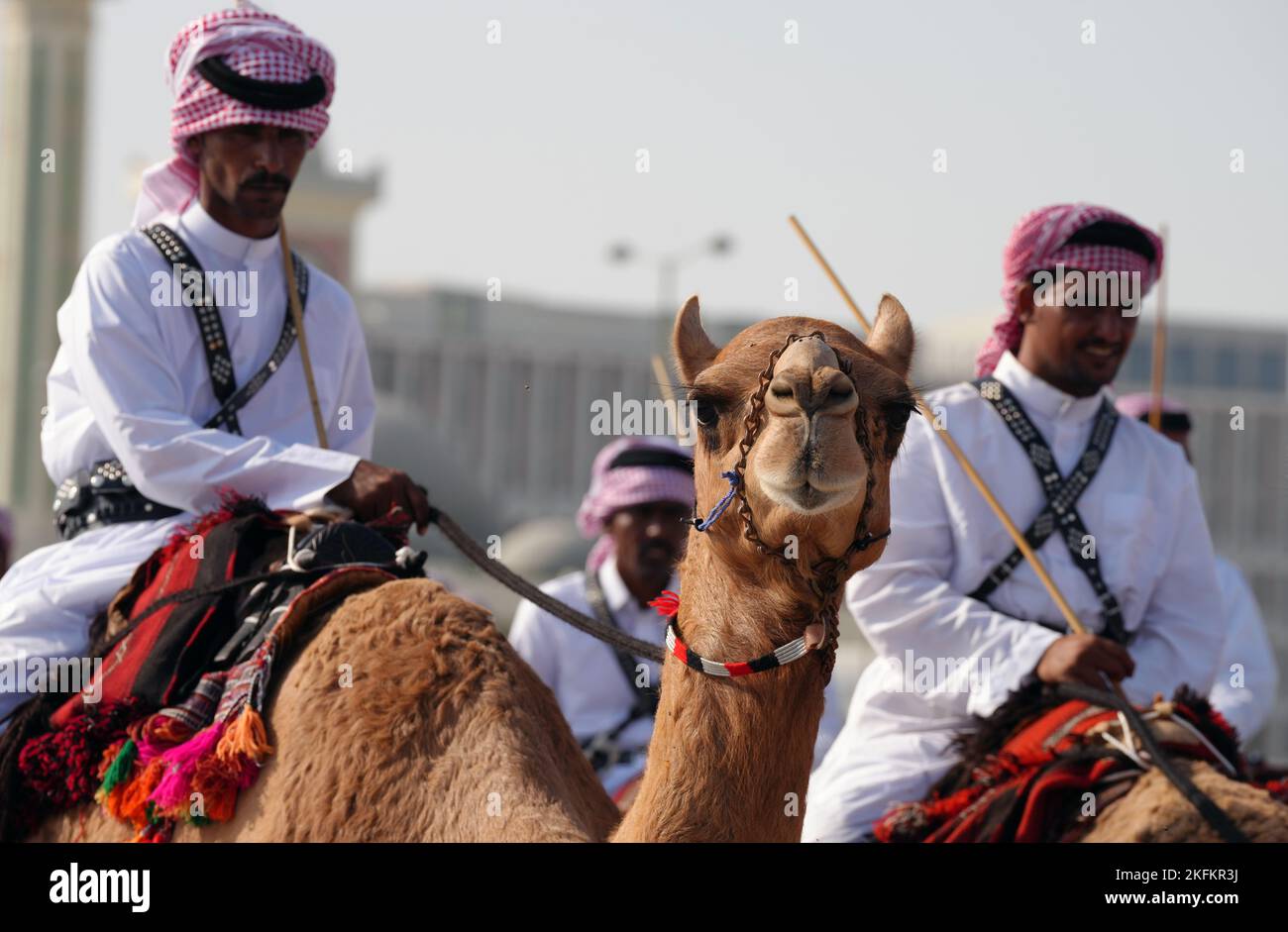 Camels and their riders during a morning exercise, Doha Corniche, ahead ...