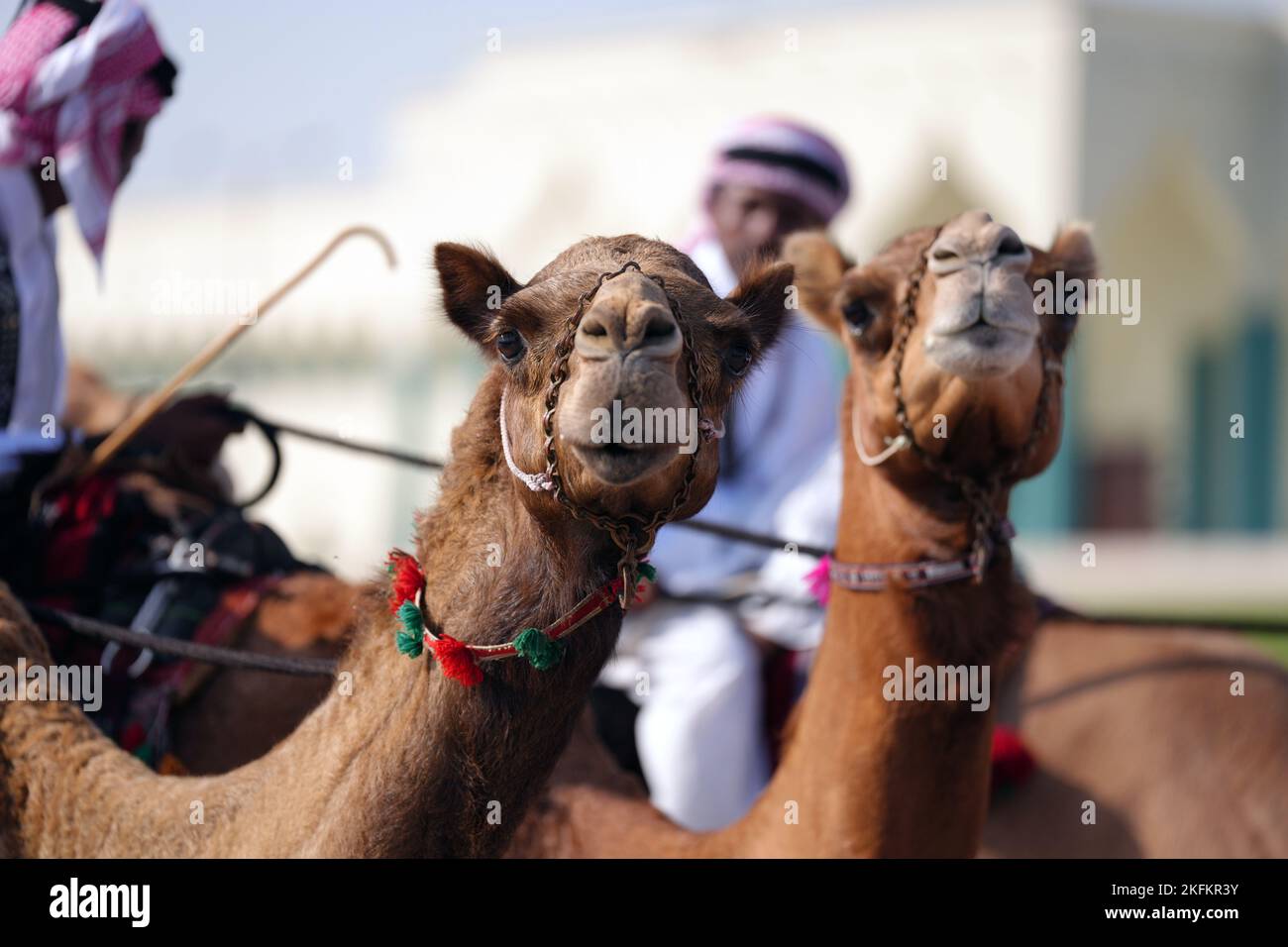 Camels and their riders during a morning exercise, Doha Corniche, ahead ...