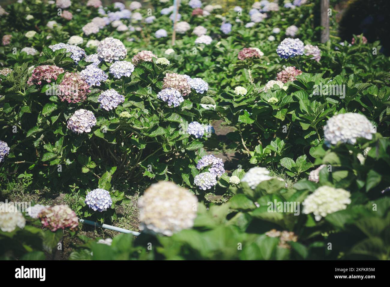 blooming hydrangea flower field garden horticulture Stock Photo - Alamy