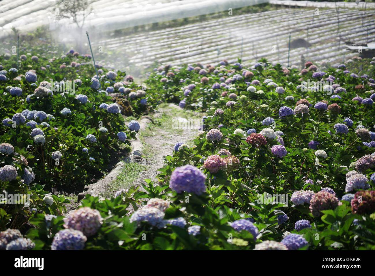 blooming hydrangea flower field garden horticulture Stock Photo - Alamy