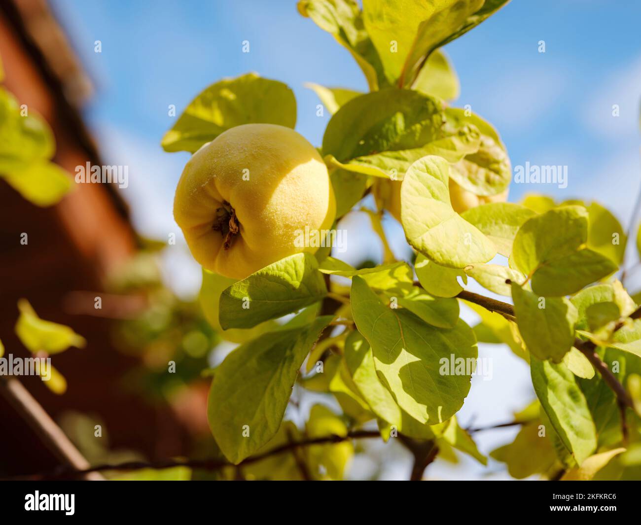 Sunny yellow quince pear fruits grow on quince tree with green foliage ...