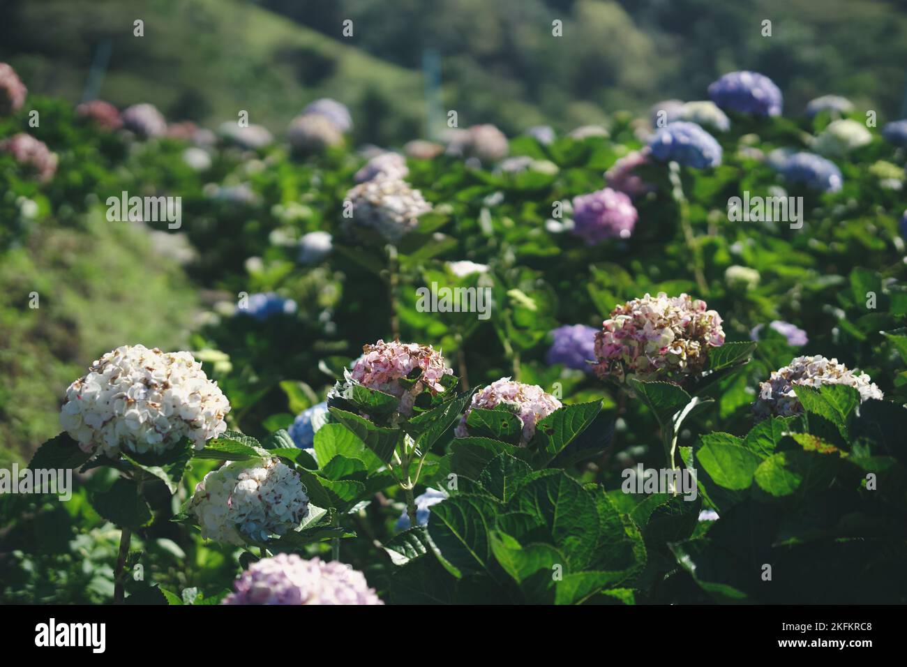 blooming hydrangea flower field garden horticulture Stock Photo - Alamy