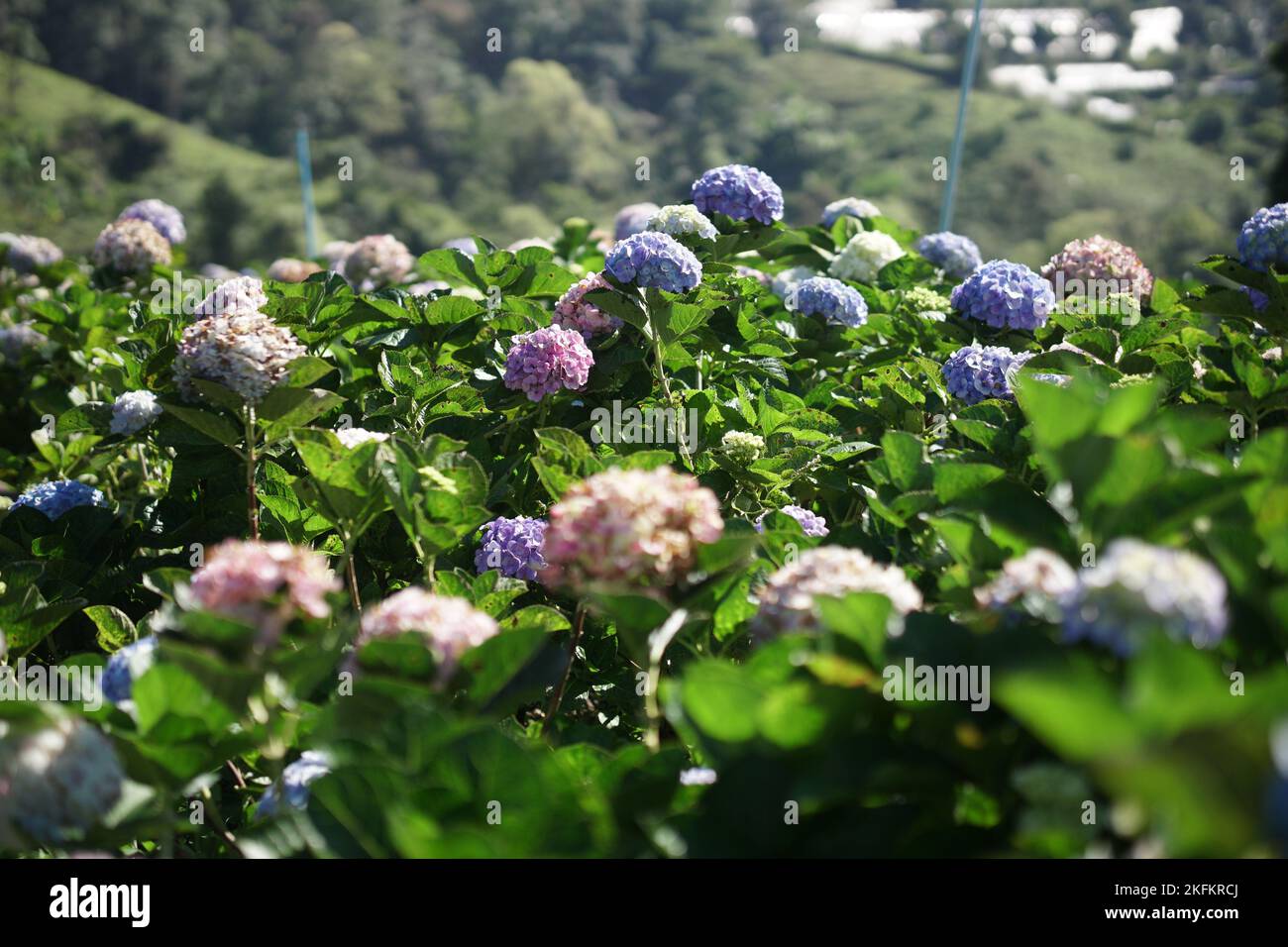 blooming hydrangea flower field garden horticulture Stock Photo - Alamy